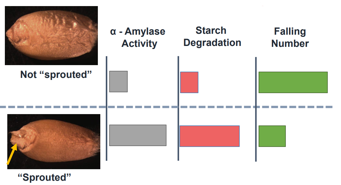 CHỈ SỐ RƠI BỘT MÌ (FALLING NUMBER) LÀ GÌ? | RedLAB